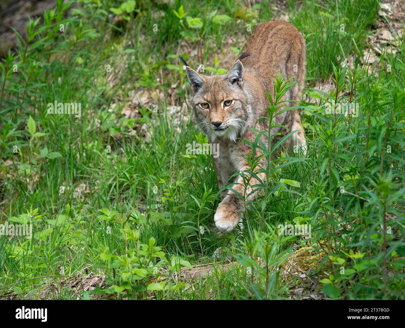 Eurasian lynx (Lynx lynx) walking through its territory, captive ...