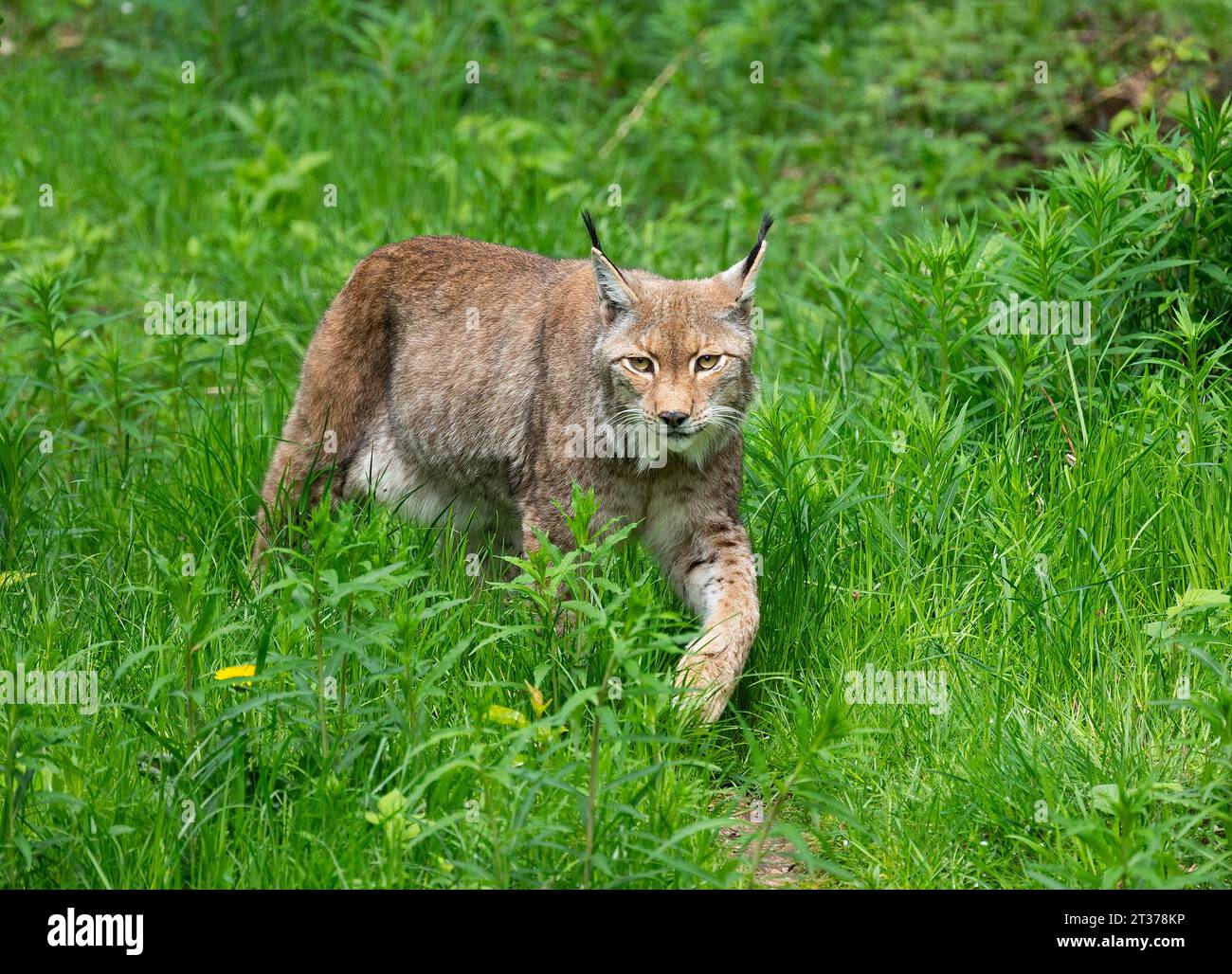 Eurasian lynx (Lynx lynx) walking through its territory, captive ...