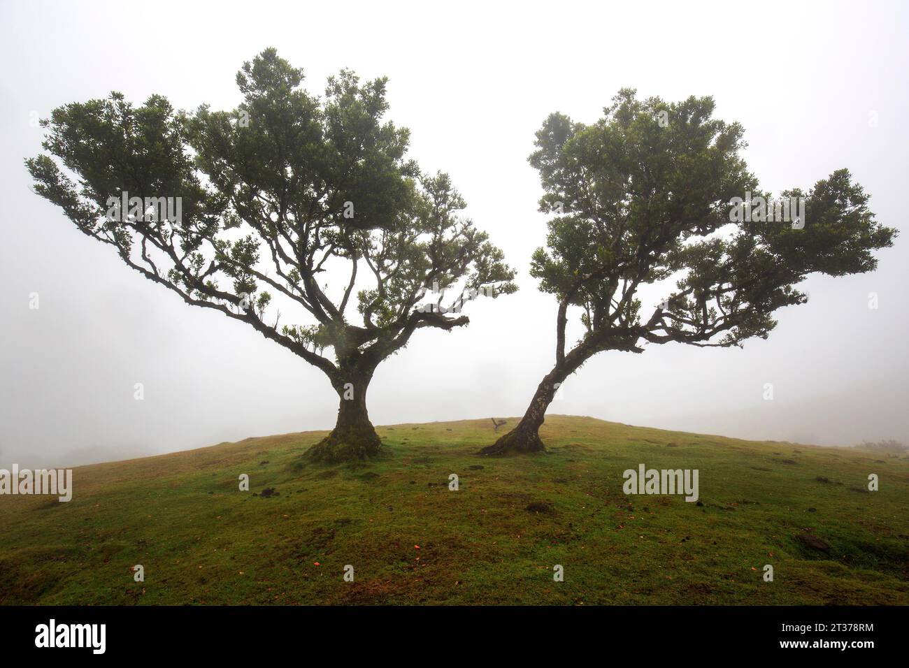 Laurel trees overgrown with moss and plants in the mist, old laurel ...