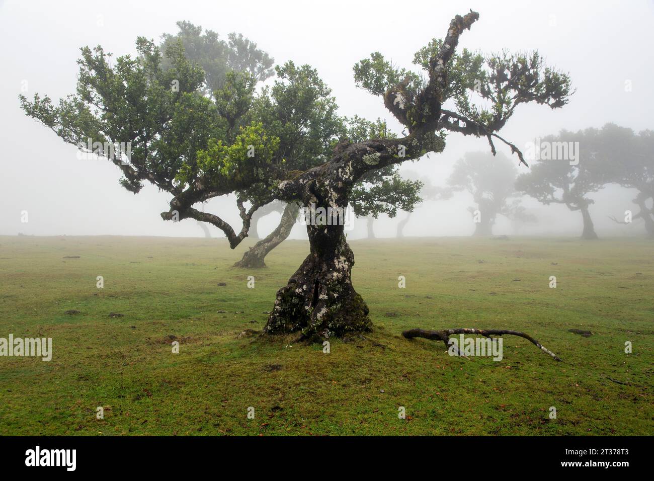 Laurel trees overgrown with moss and plants in the mist, old laurel ...