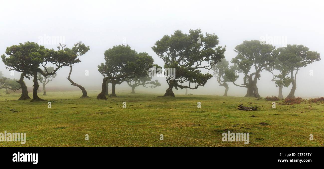 Laurel trees overgrown with moss and plants in the mist, old laurel ...