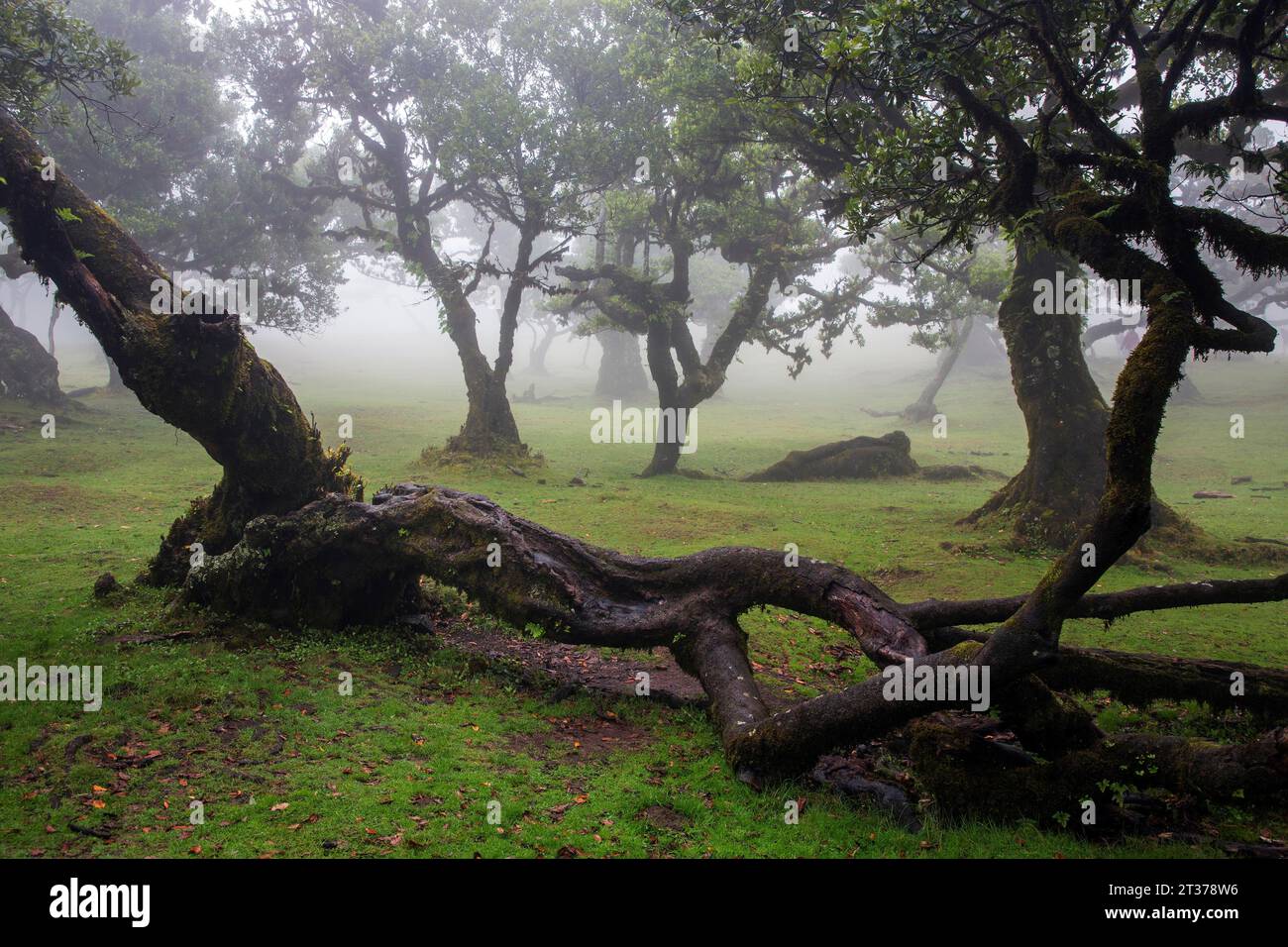 Laurel trees overgrown with moss and plants in the mist, old laurel ...