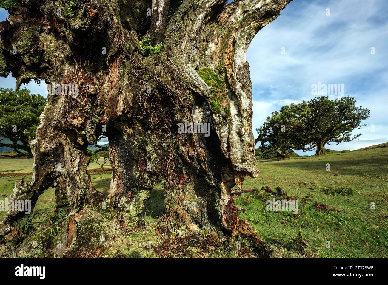 Old laurel tree hi-res stock photography and images - Alamy