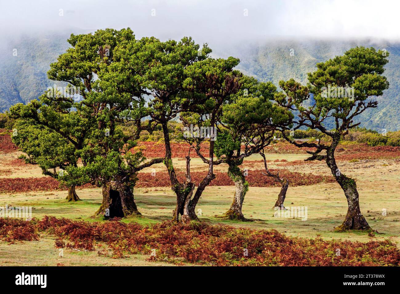Laurel trees overgrown with moss and plants, old laurel forest ...