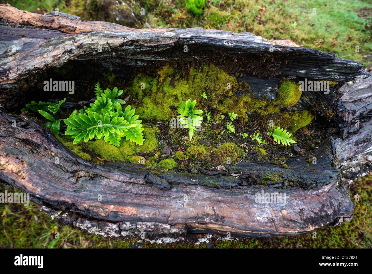 Old laurel tree hi-res stock photography and images - Alamy