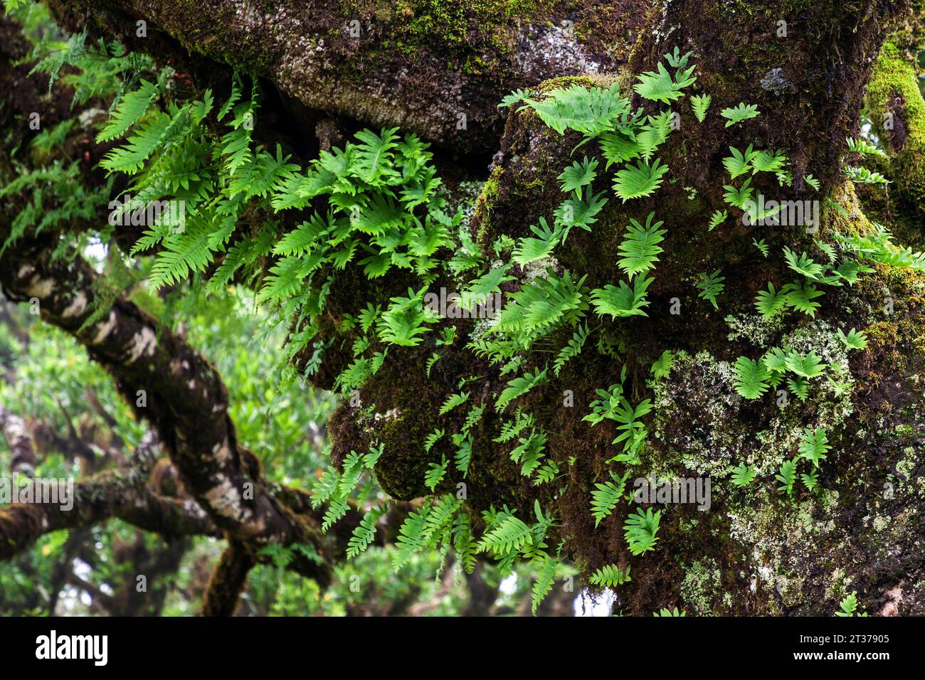 Old laurel tree hi-res stock photography and images - Alamy