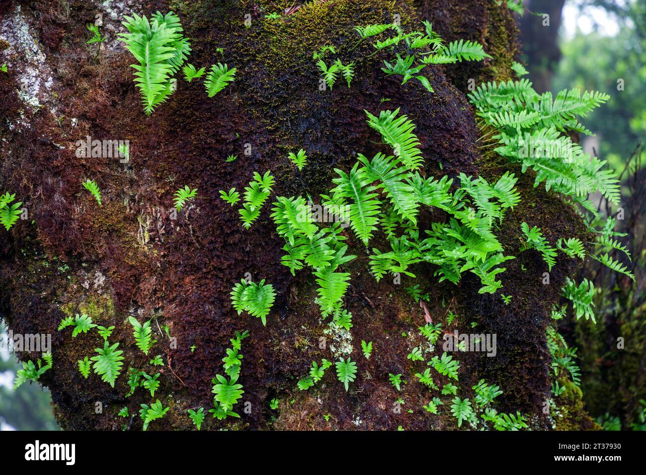Old laurel tree hi-res stock photography and images - Alamy