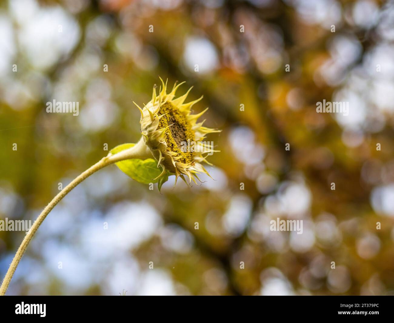 Withered sunflower (Helianthus annuus), autumn, Leoben, Styria, Austria Stock Photo - Alamy