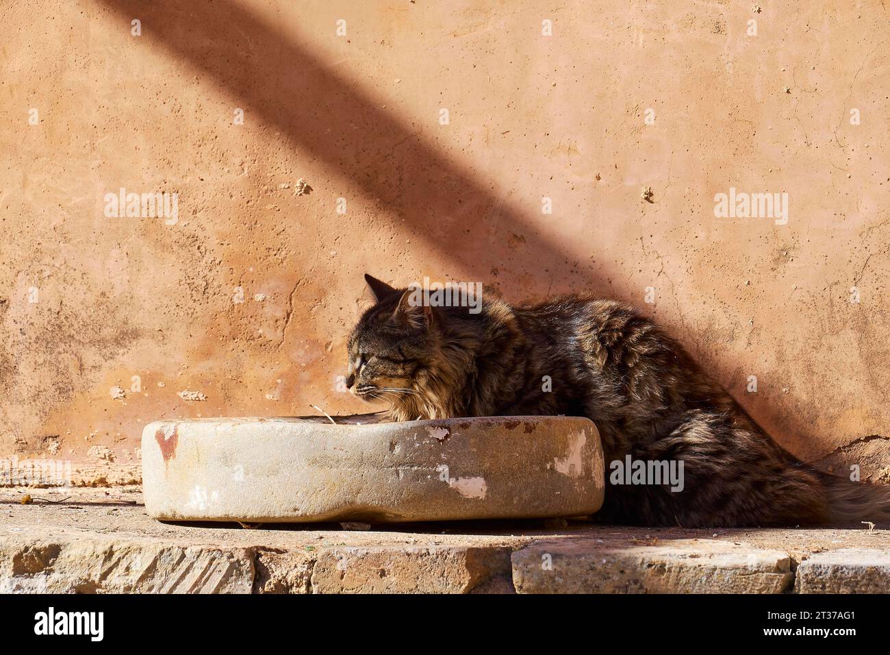Cat, Stone Bowl, Wall, Arkadi, Orthodox Monastery, National Monument ...