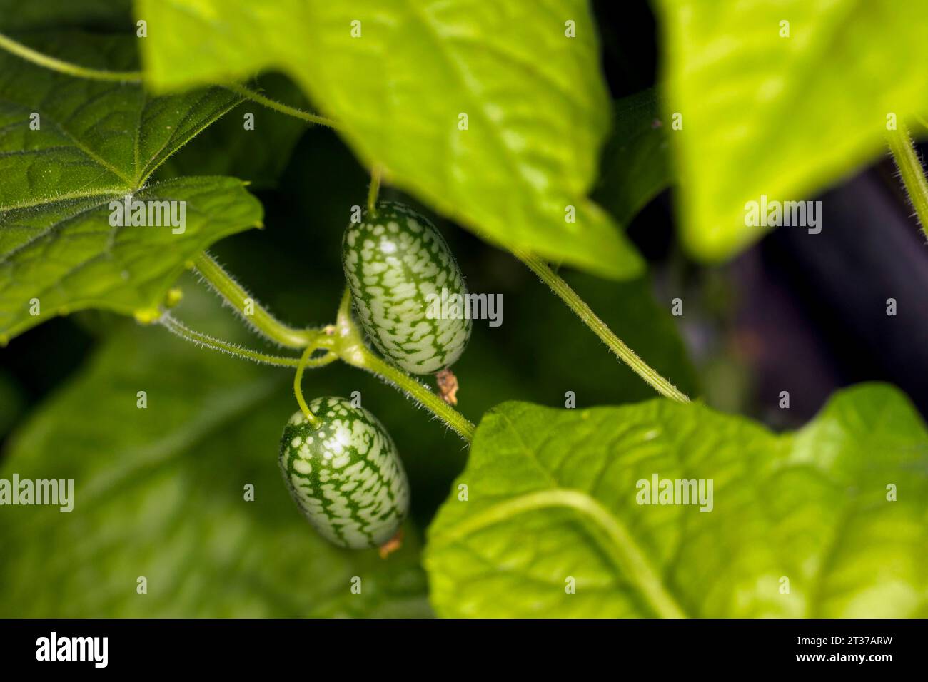 Mexican mini cucumber (Melothria scabra) on the vine with leaves and ...