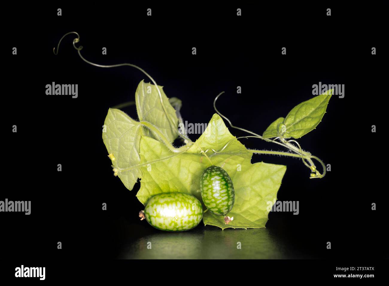 Mexican mini cucumber (Melothria scabra) on the vine with leaves and ...