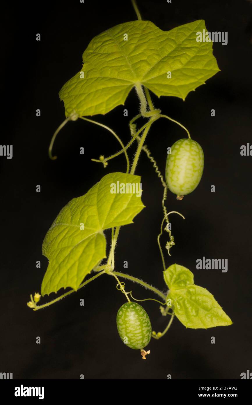 Mexican mini cucumber (Melothria scabra) on the vine with leaves and ...