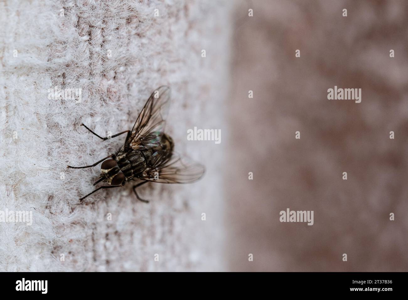 A close-up image of a fly perched on a white wall, with its wings ...