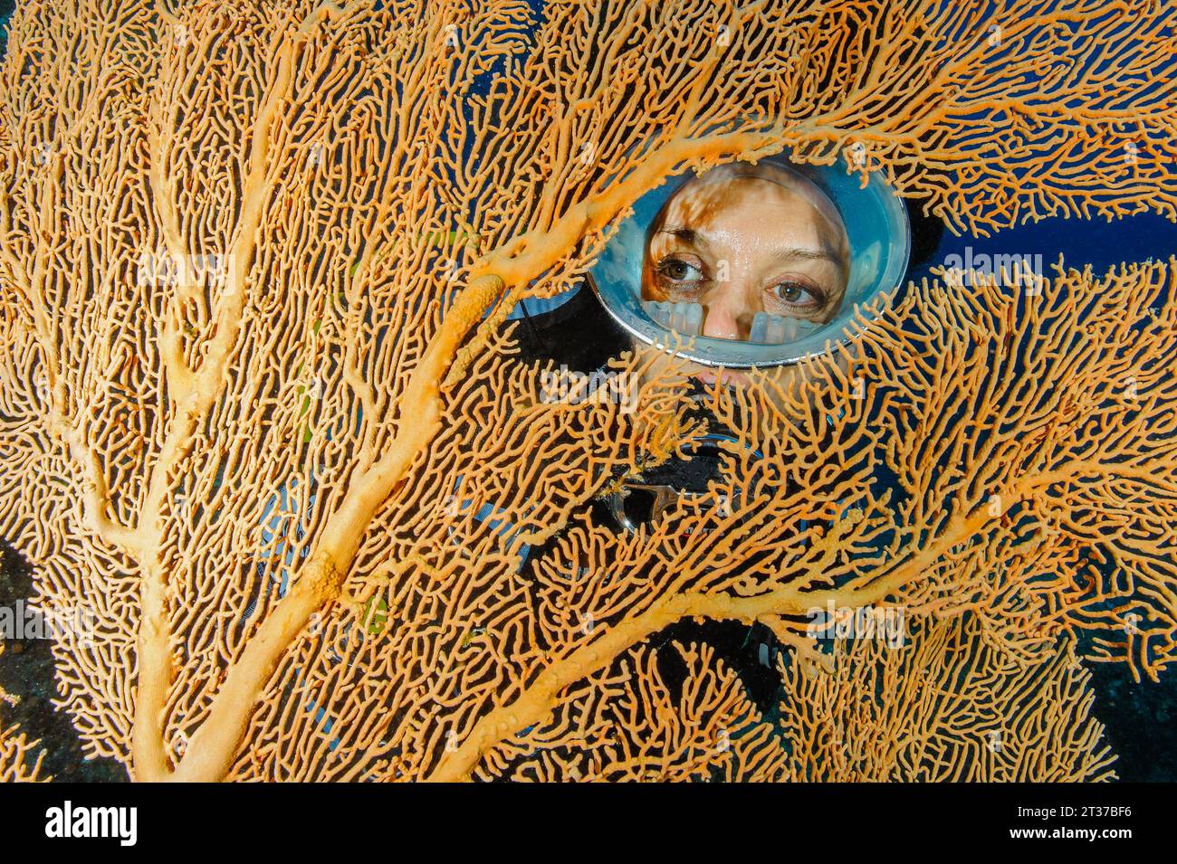 Diver looking between two fans of coral Fan coral (Annella mollis) Horn ...