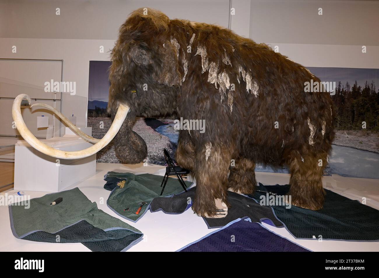 Life size woolly mammoth hi-res stock photography and images - Alamy