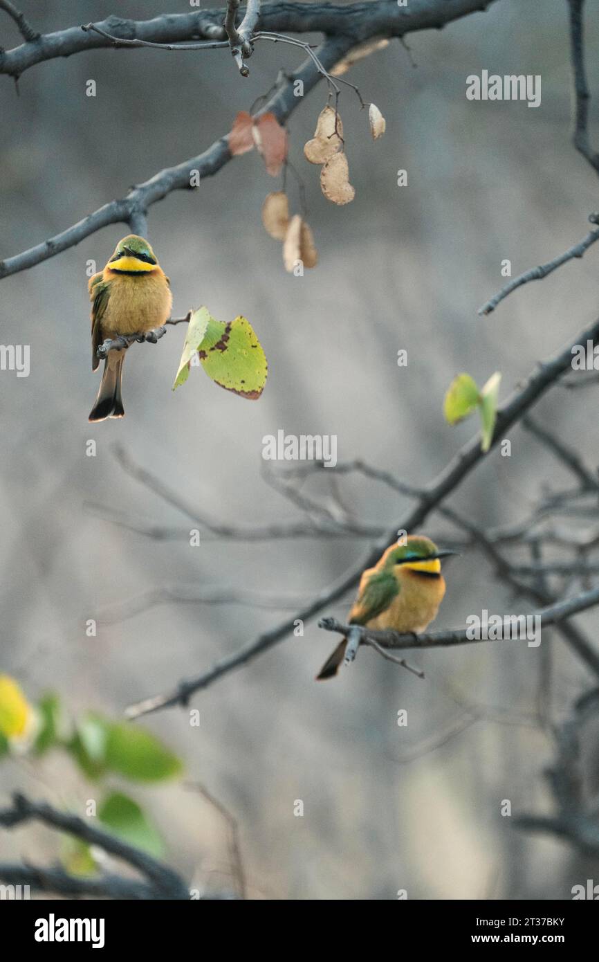 Pygmy spint, Little bee-eater, pair, Limpopo, South Africa Stock Photo ...