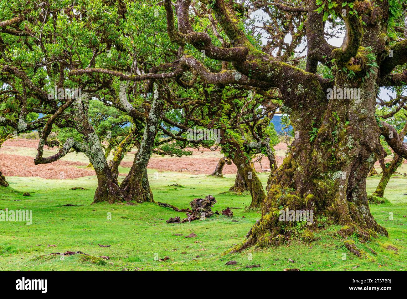Moss and plant covered ancient laurel trees, Old laurel forest ...