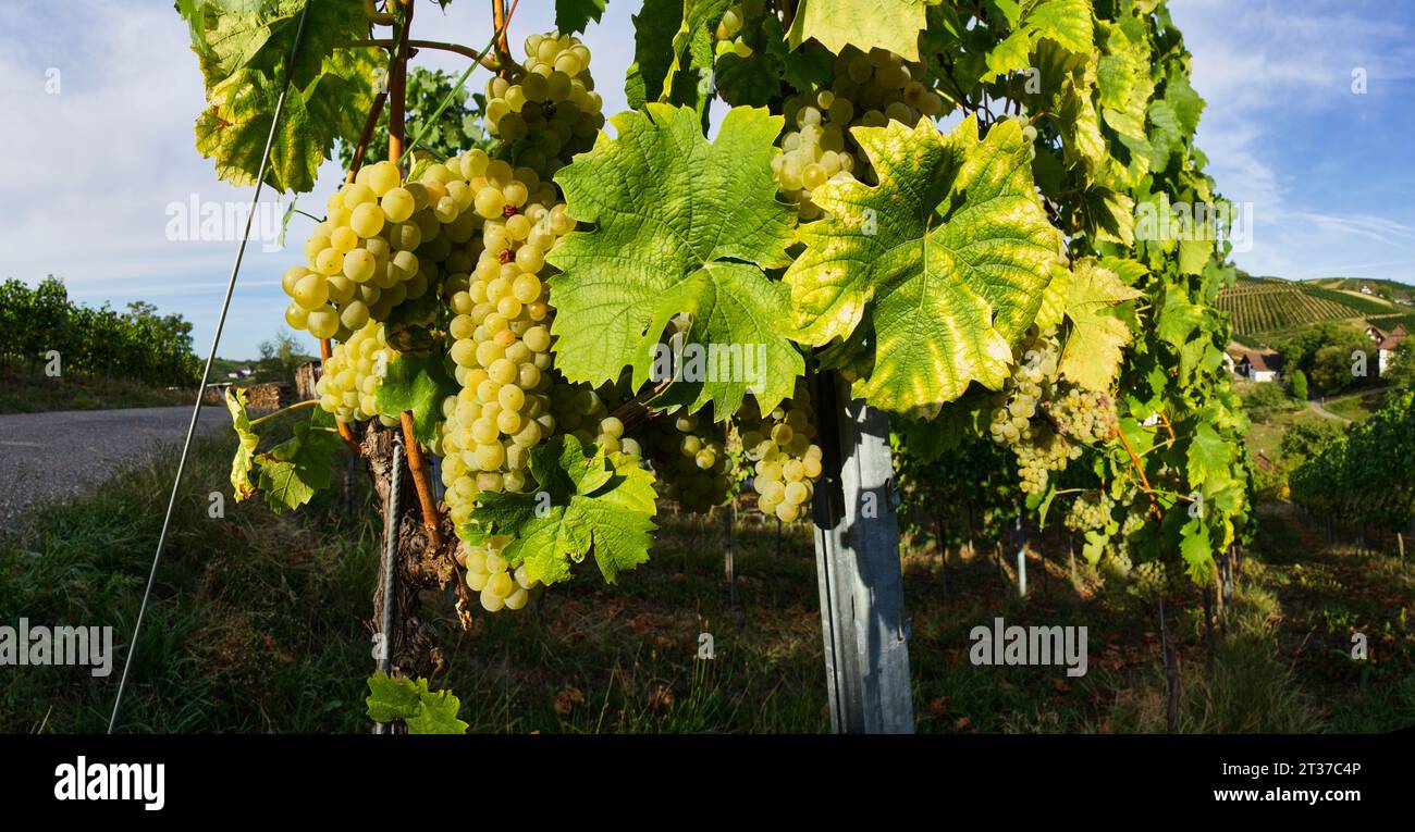 Grape vines (Vitis vinifera) with white grapes and leaves in ...