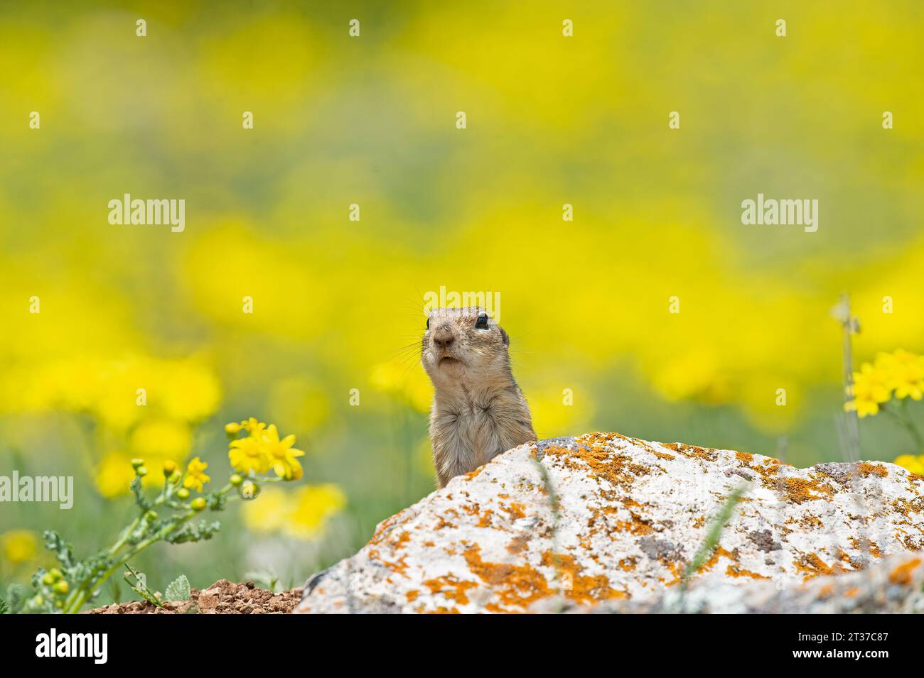 Ground squirrel looking out from behind the lichen rock. Cute funny ...