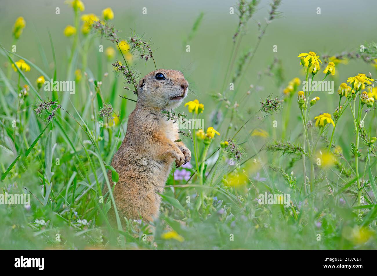 Ground squirrel among yellow flowers in spring. Cute funny animal ...
