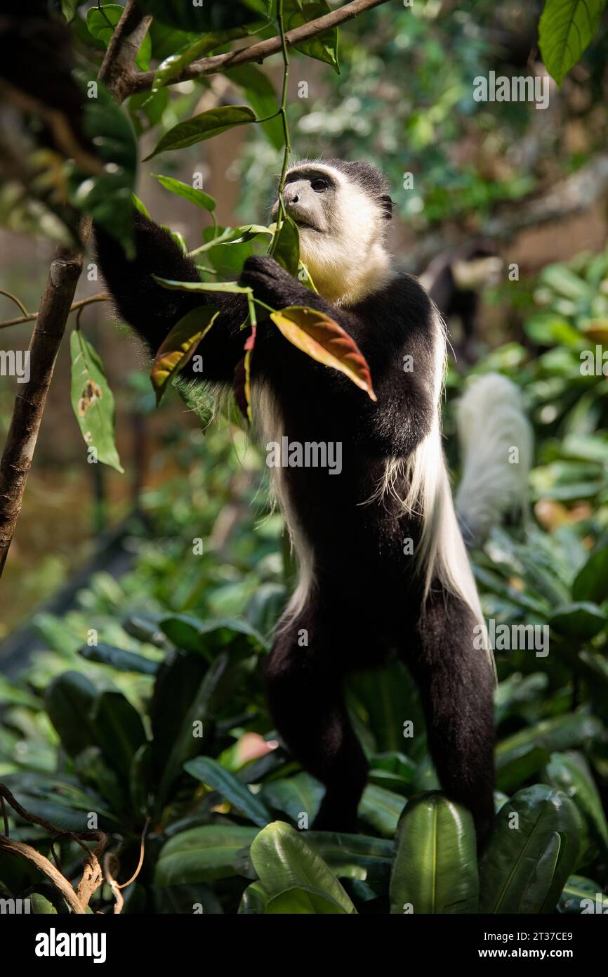 Naturalistic depiction hi-res stock photography and images - Alamy