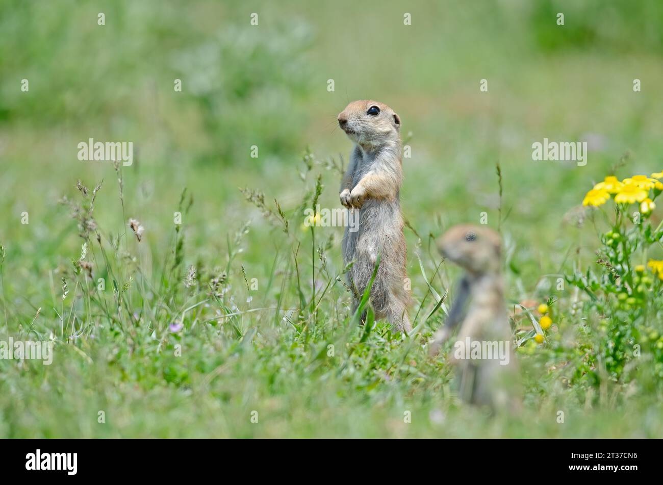 Mother Ground squirrel and baby Ground squirrel in foreground. Cute ...
