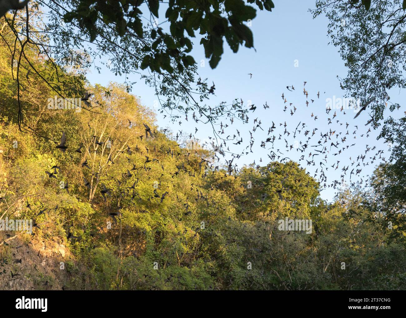 View of The Bat Volcano of Calakmul, Mexico Stock Photo - Alamy
