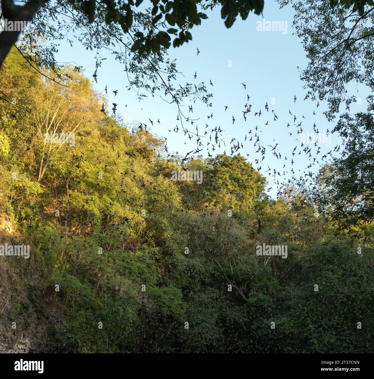 View of The Bat Volcano of Calakmul, Mexico Stock Photo - Alamy