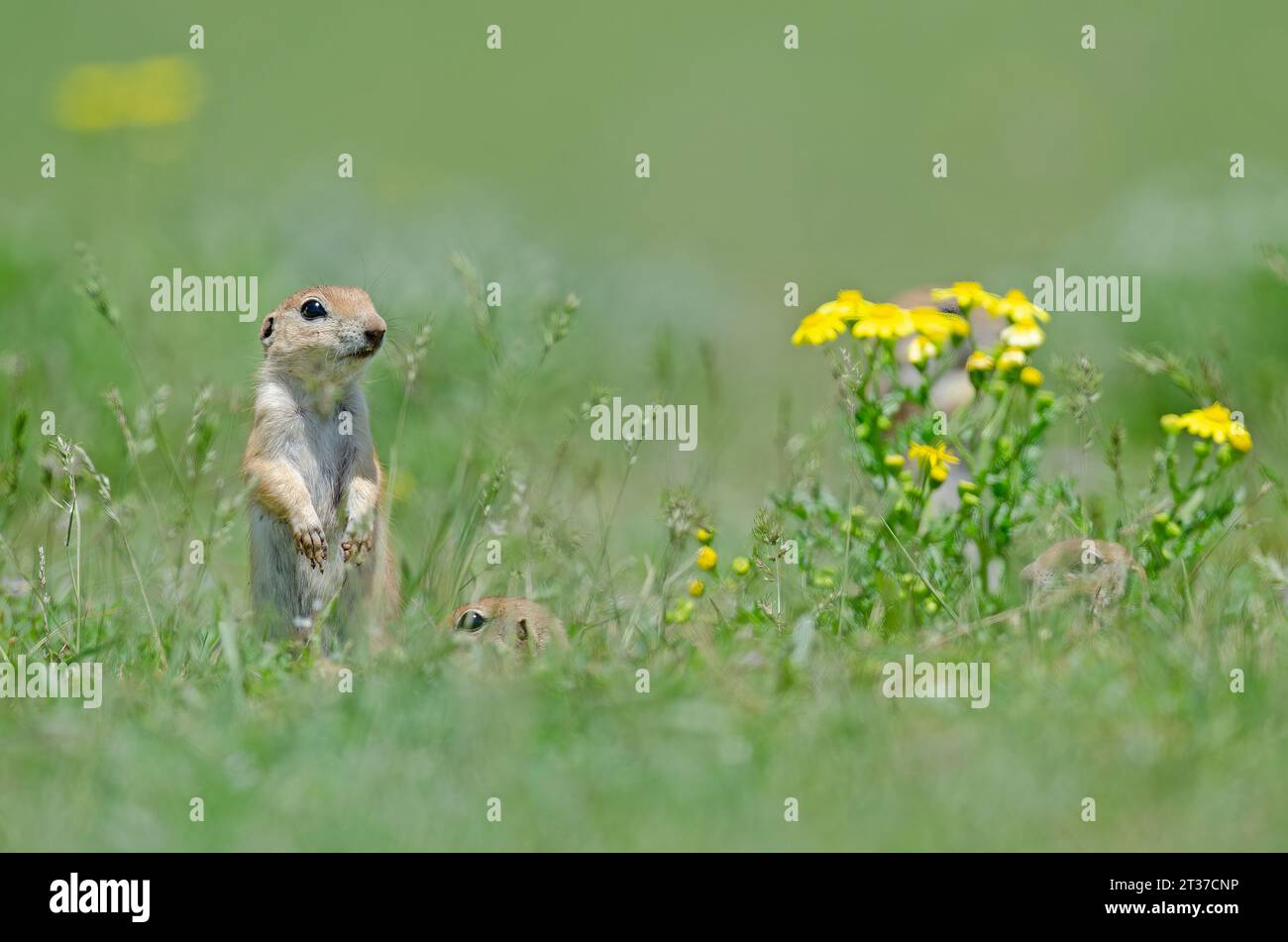Ground squirrel and yellow flower. Cute funny animal ground squirrel ...
