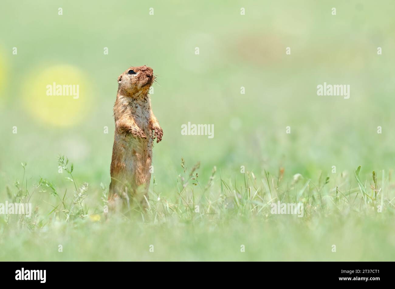 Ground squirrel with mud all over his body. Cute funny animal ground ...