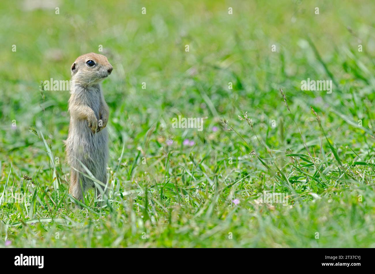 Baby ground squirrel standing. Cute funny animal ground squirrel. Green ...