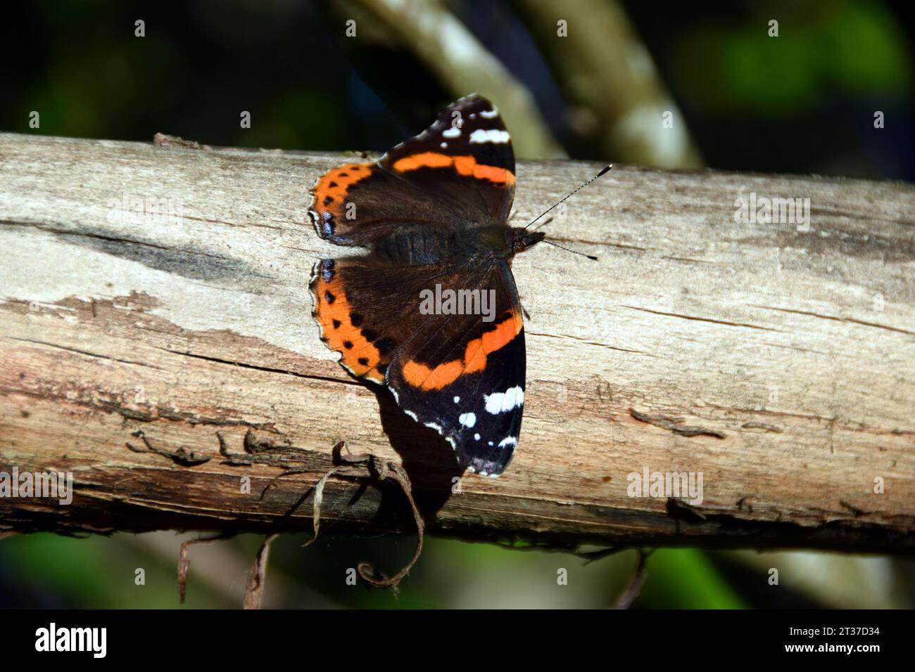 Red admiral butterfly, Vanessa atalanta Stock Photo - Alamy