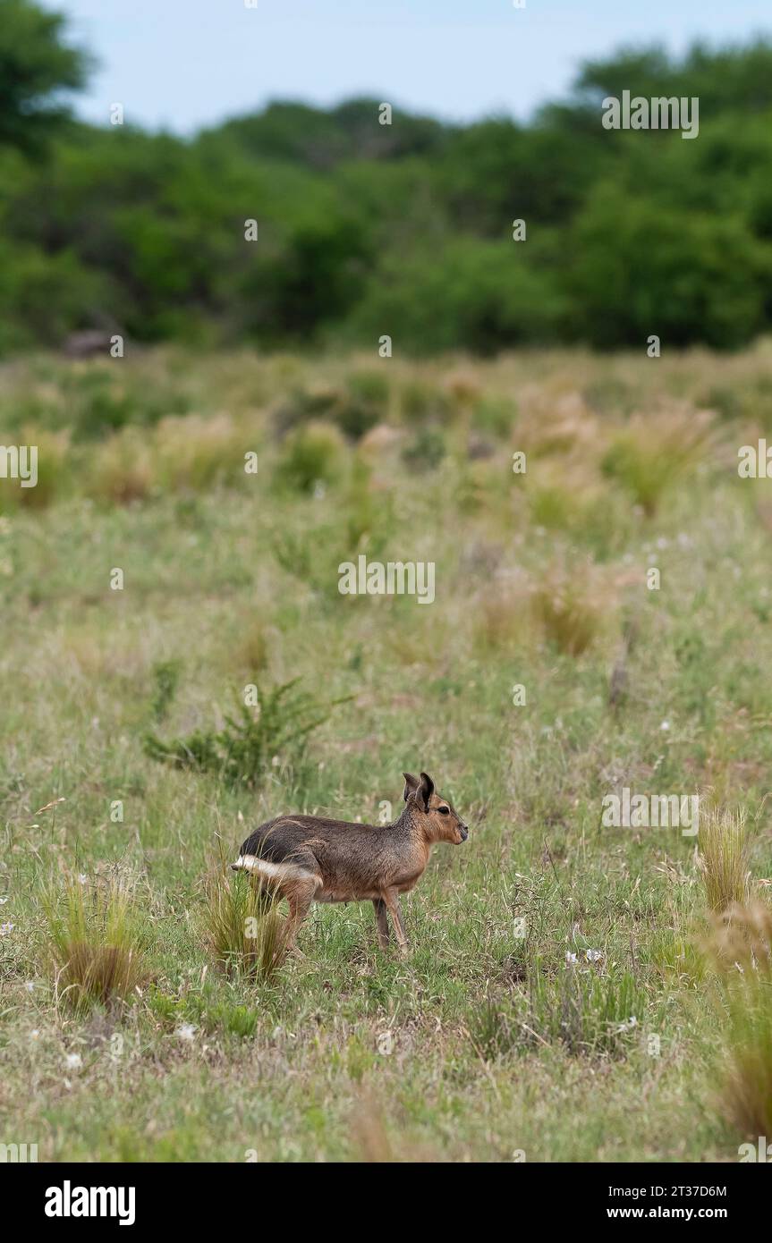 Patagonian cavi in Pampas grassland environment, La Pampa Province ...