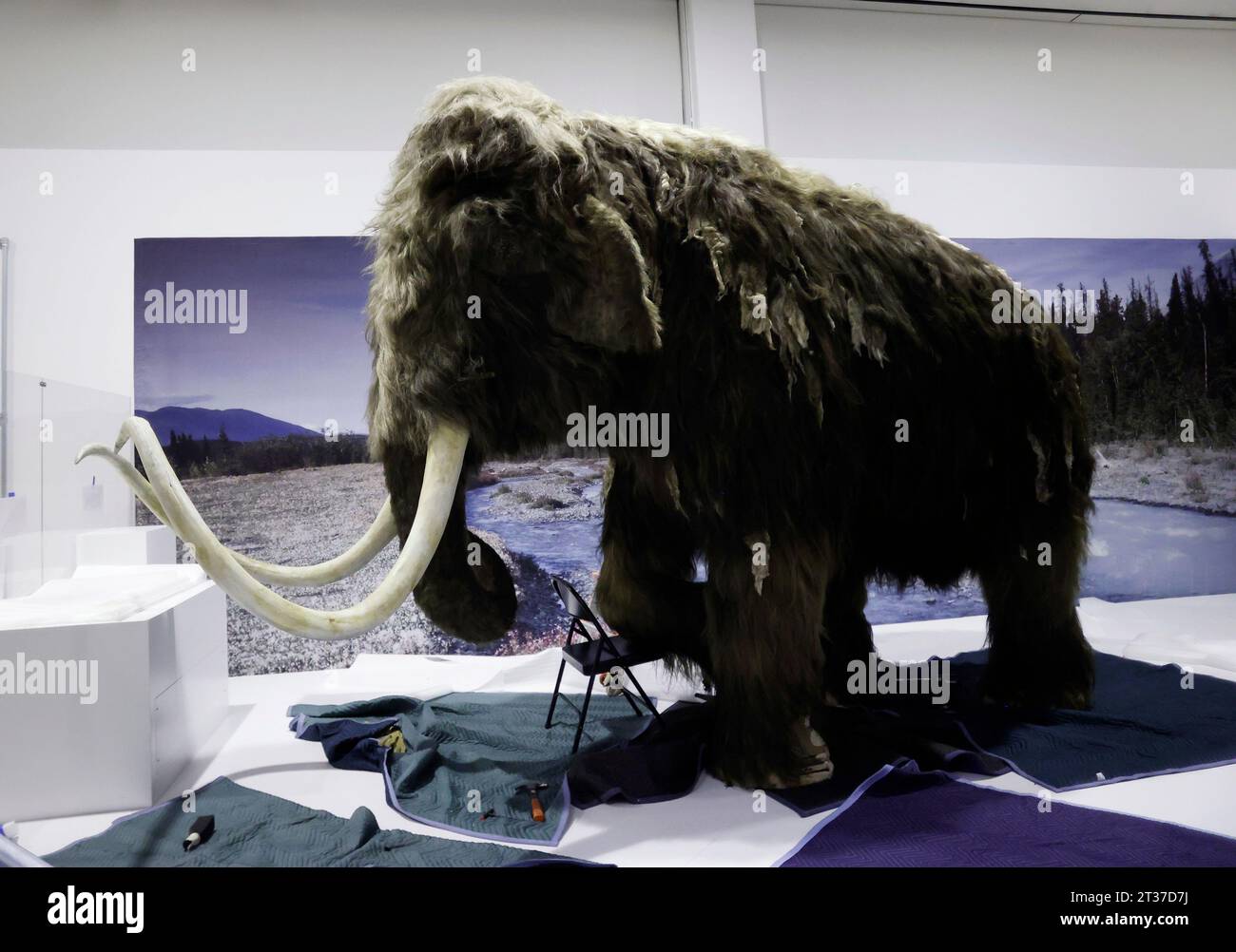 New York, United States. 03rd Jan, 2023. Workers assemble the head ...