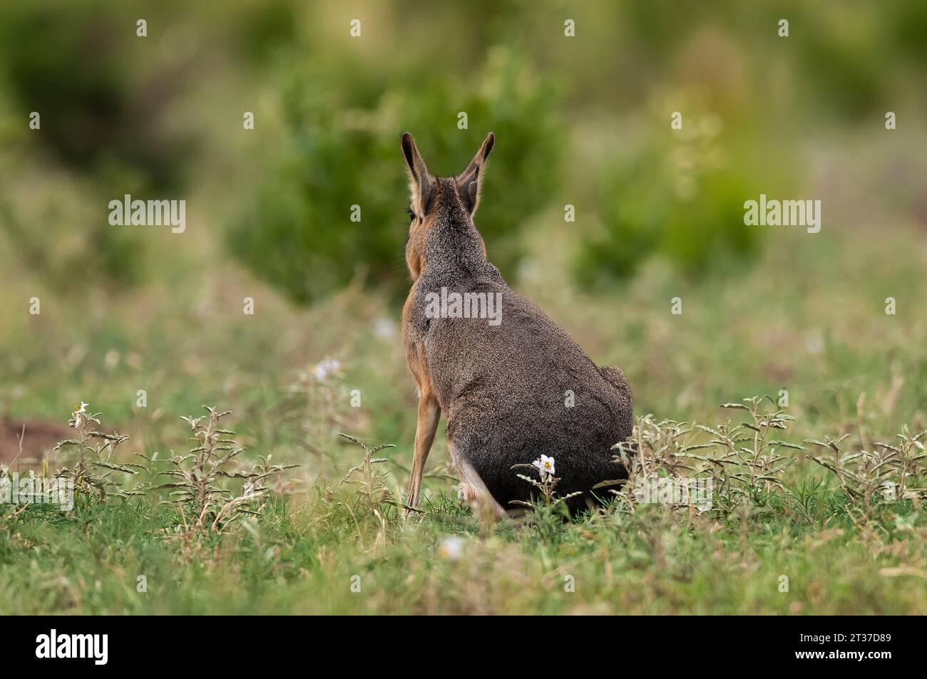 Patagonian cavi in Pampas grassland environment, La Pampa Province ...