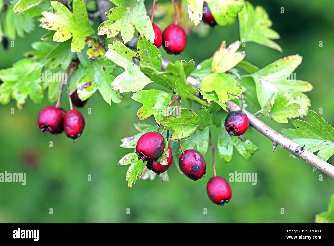 Pilzbefall am Weißdorn Die Früchte vom eingriffligen Weißdorn mit durch ...