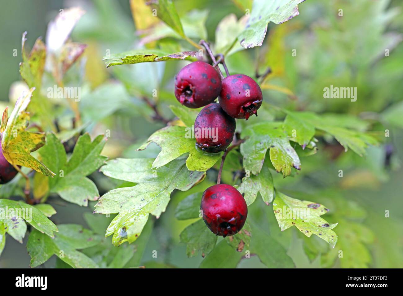 Pilzbefall am Weißdorn Die Früchte vom eingriffligen Weißdorn mit durch ...