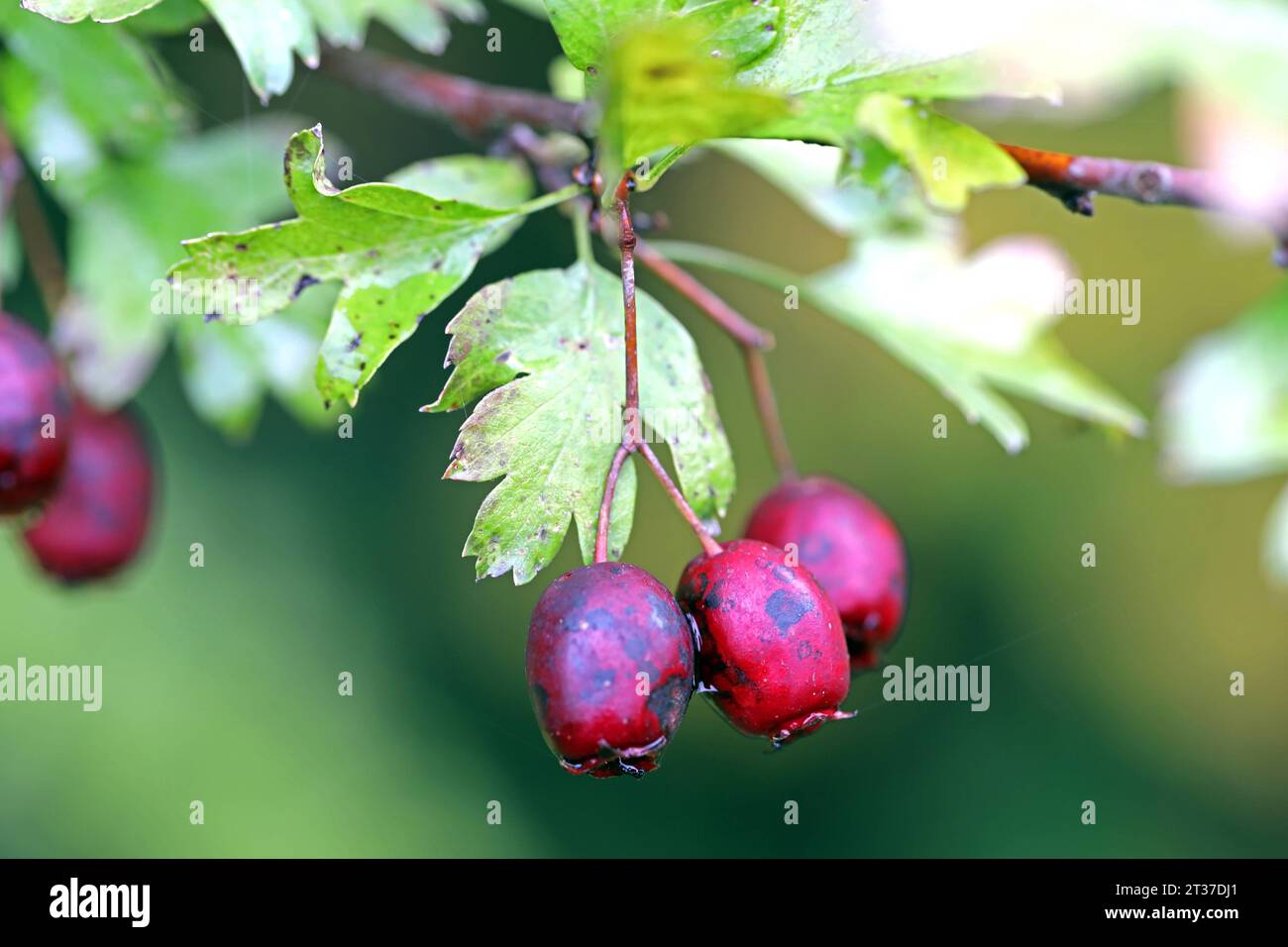 Pilzbefall am Weißdorn Die Früchte vom eingriffligen Weißdorn mit durch ...