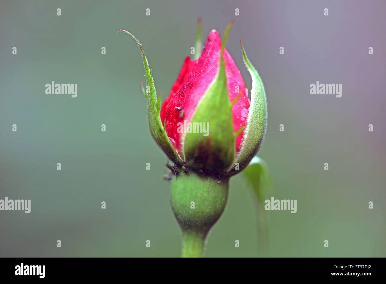 Rosen mit Knospe