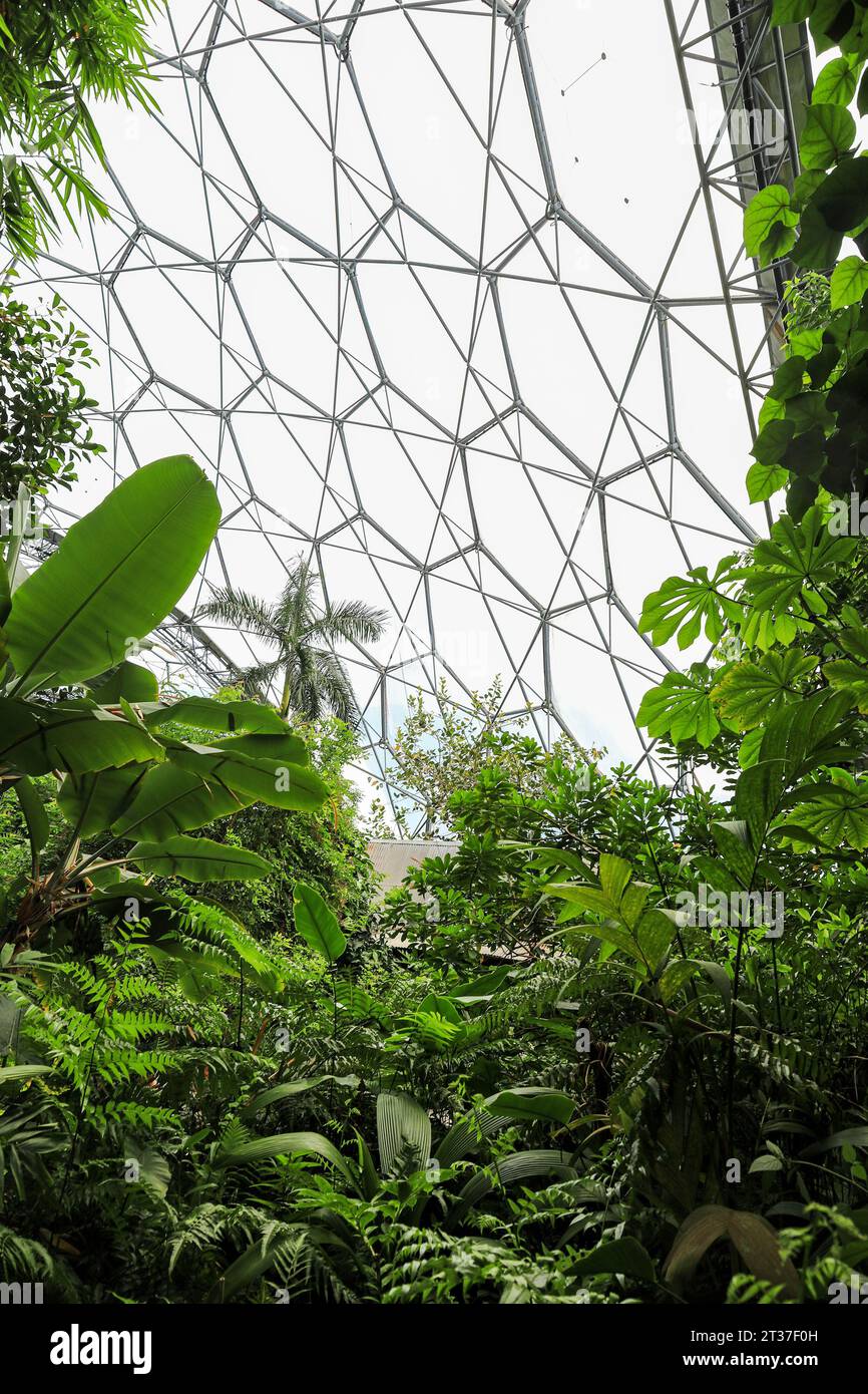 Inside the Mediterranean Biome at the Eden Project, a visitor ...