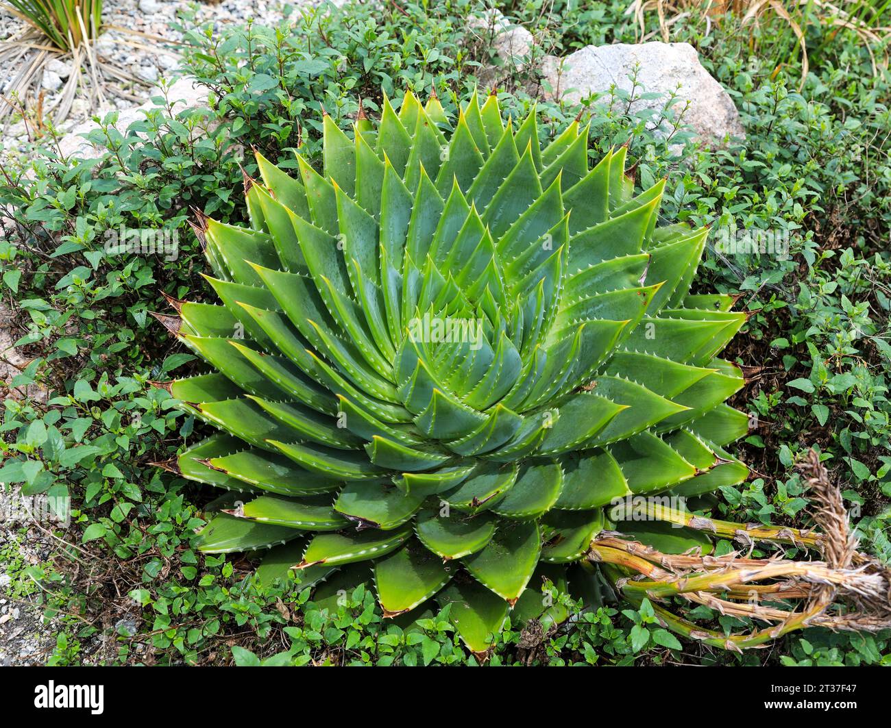 Aloe polyphylla (Spiral Aloe) is a compact evergreen succulent valued ...