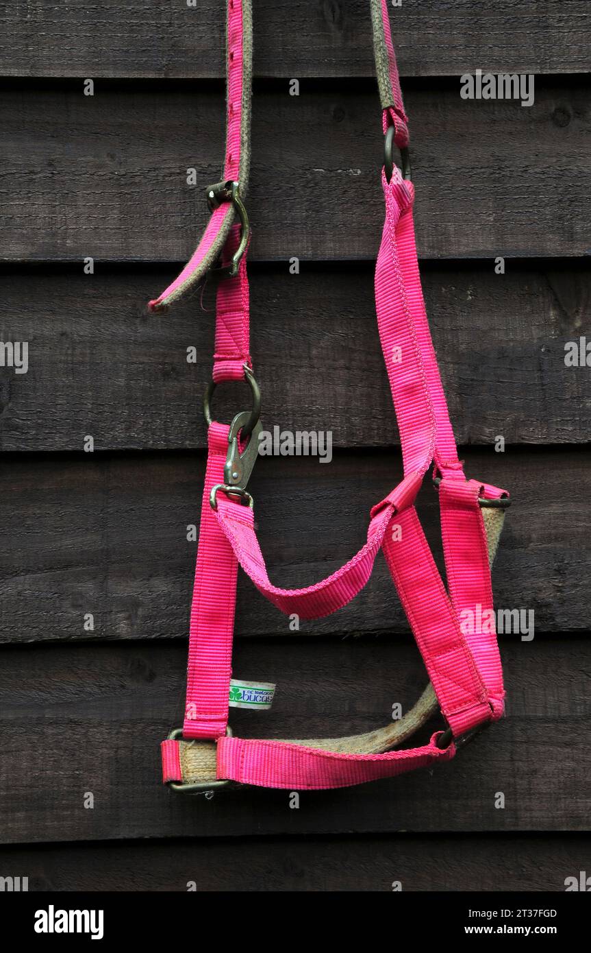 Pink pony head collar hi-res stock photography and images - Alamy