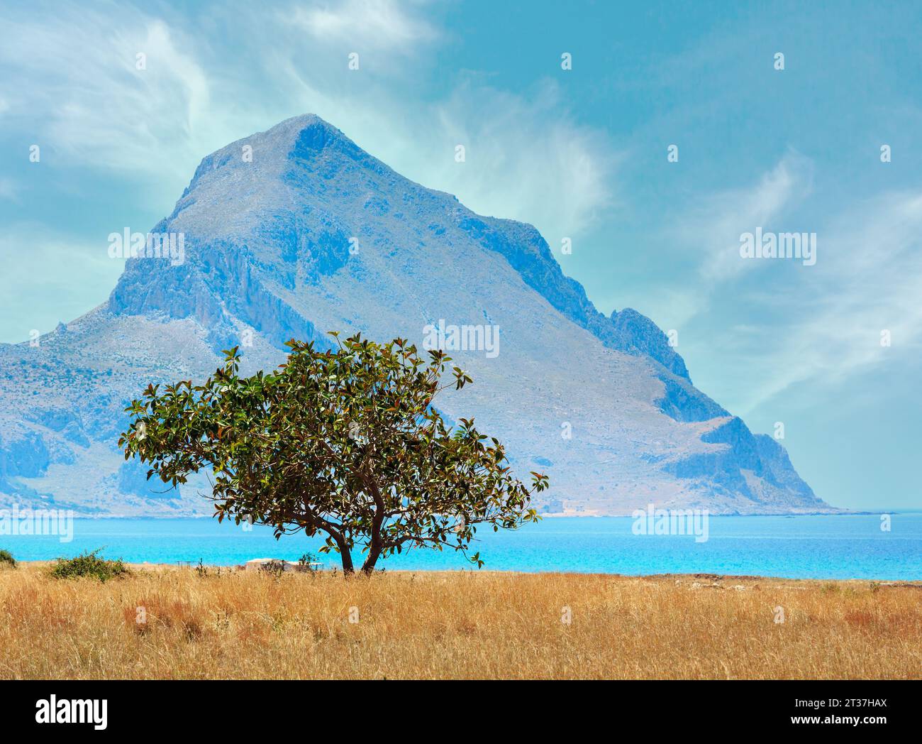 Alone tree in front of azure Tyrrhenian sea picturesque bay, Monte ...