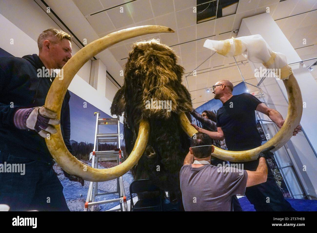 A team of exhibition specialists at the American Museum of Natural ...