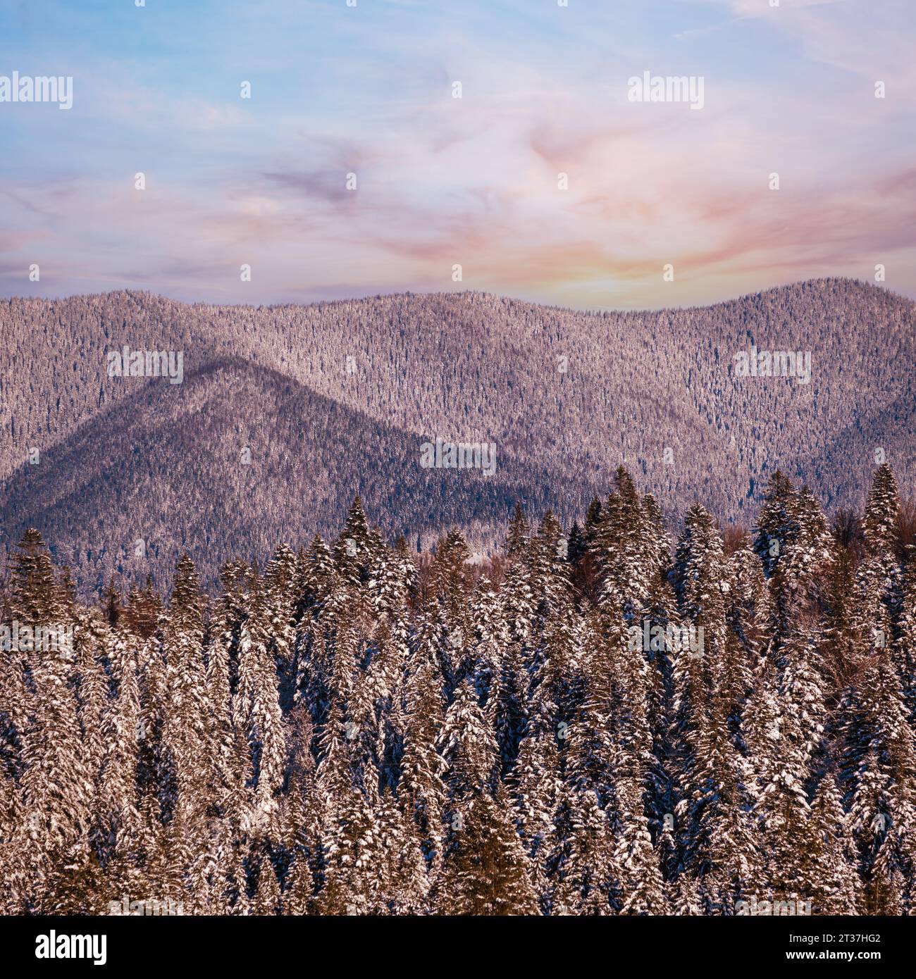 Winter alpine hills with fir and pine forest view from mountain village ...