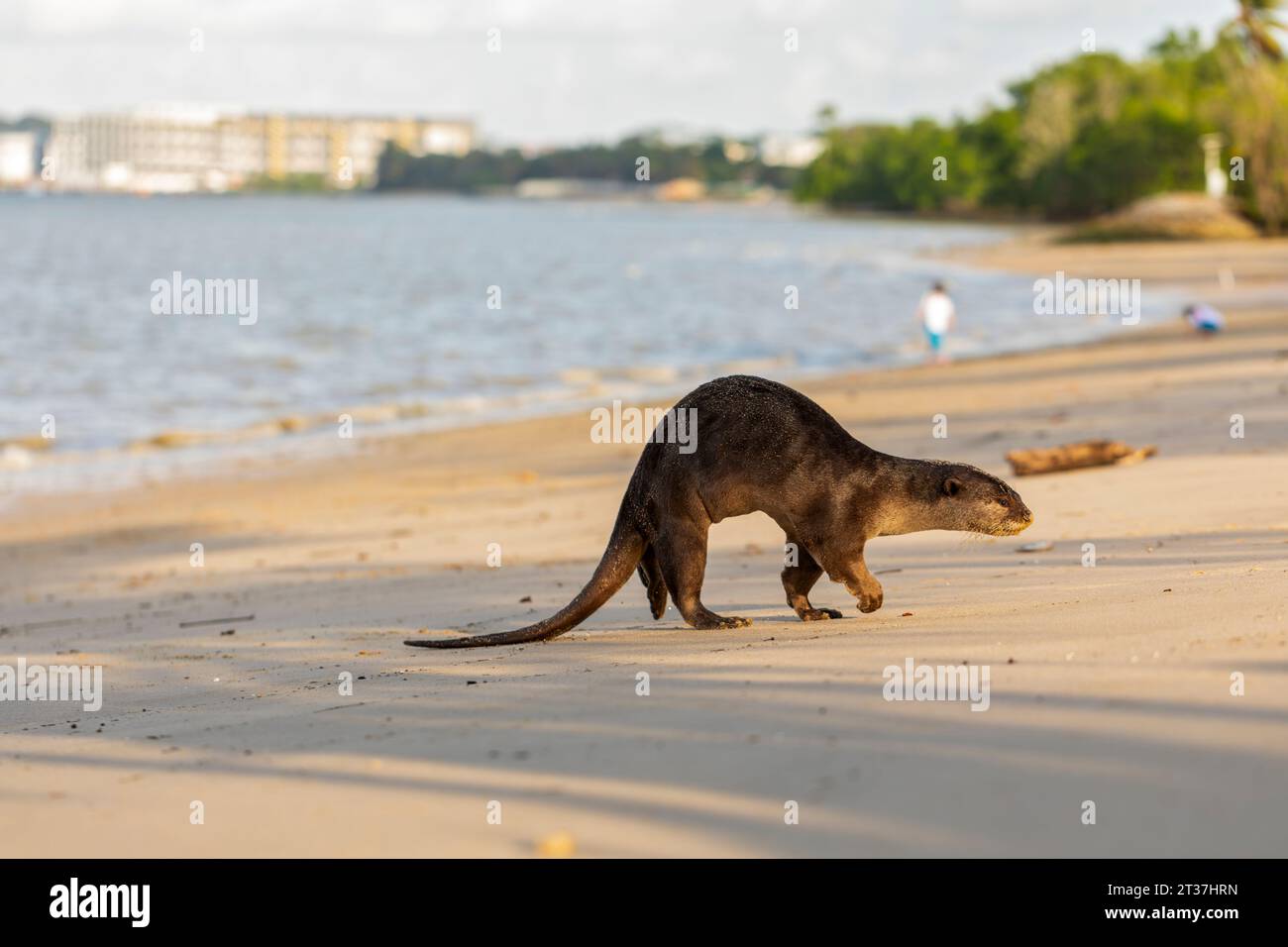 Smooth coated otter on a crowded beach at sunset, Singapore Stock Photo ...