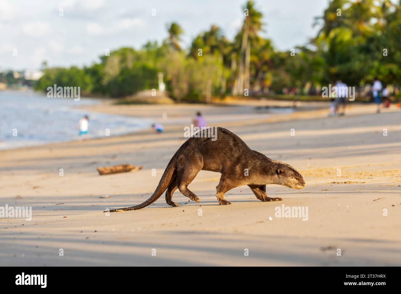 Smooth coated otter on a crowded beach at sunset, Singapore Stock Photo ...