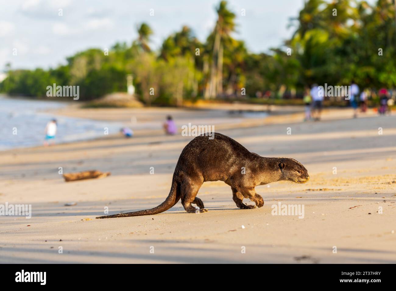 Smooth coated otter on a crowded beach at sunset, Singapore Stock Photo ...