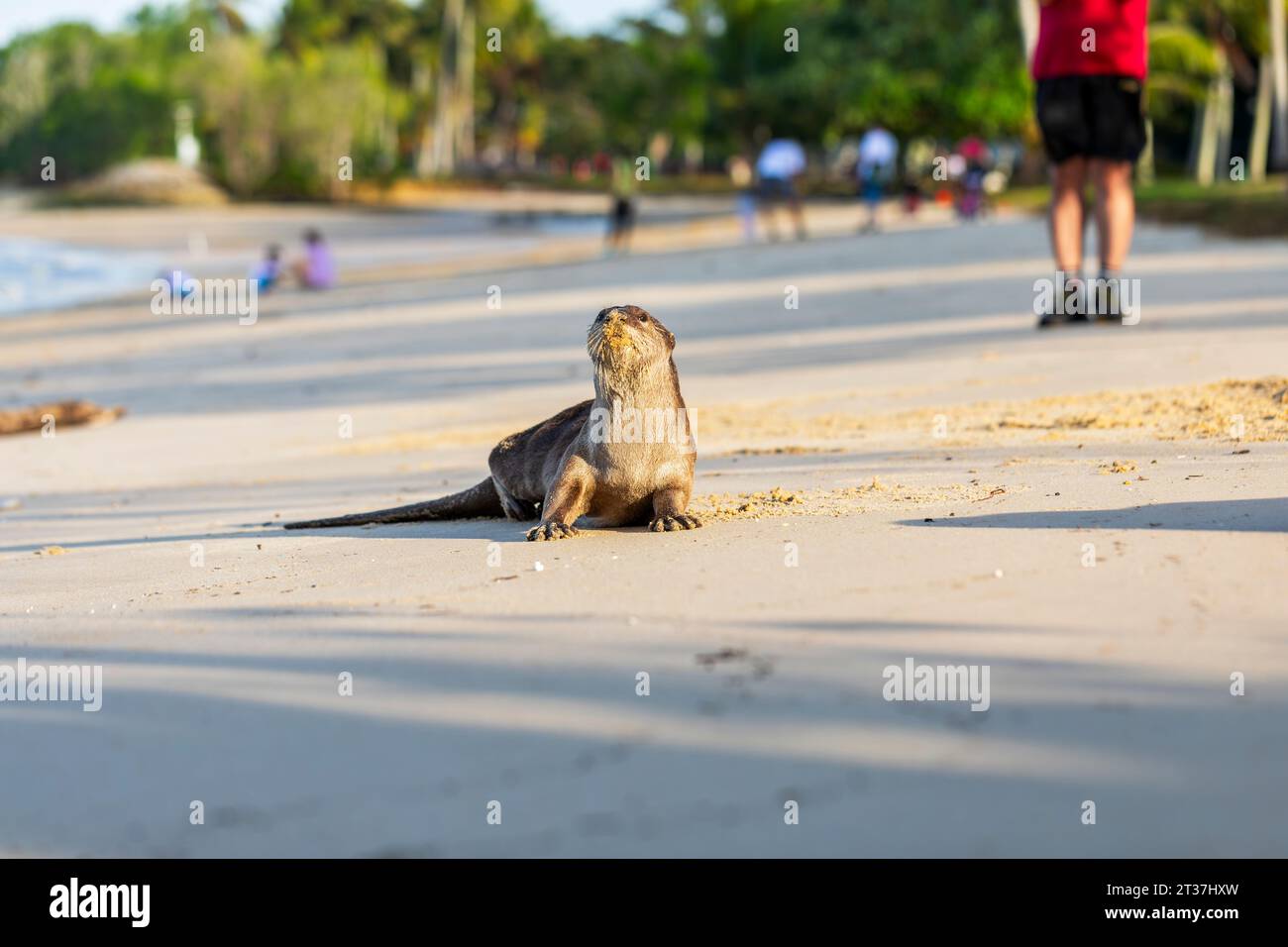 Smooth coated otter on a crowded beach at sunset, Singapore Stock Photo ...