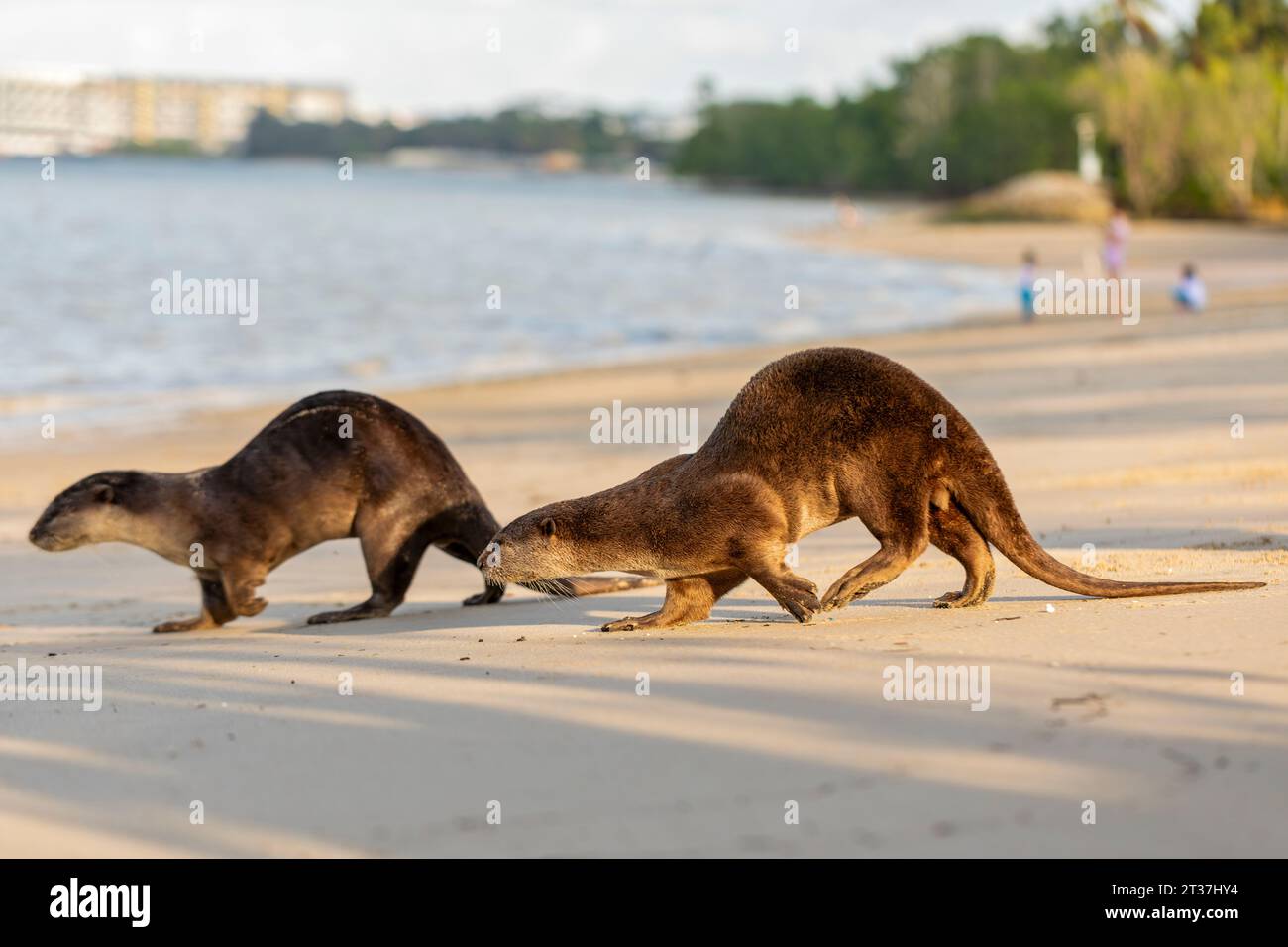 Smooth coated otter on a crowded beach at sunset, Singapore Stock Photo ...